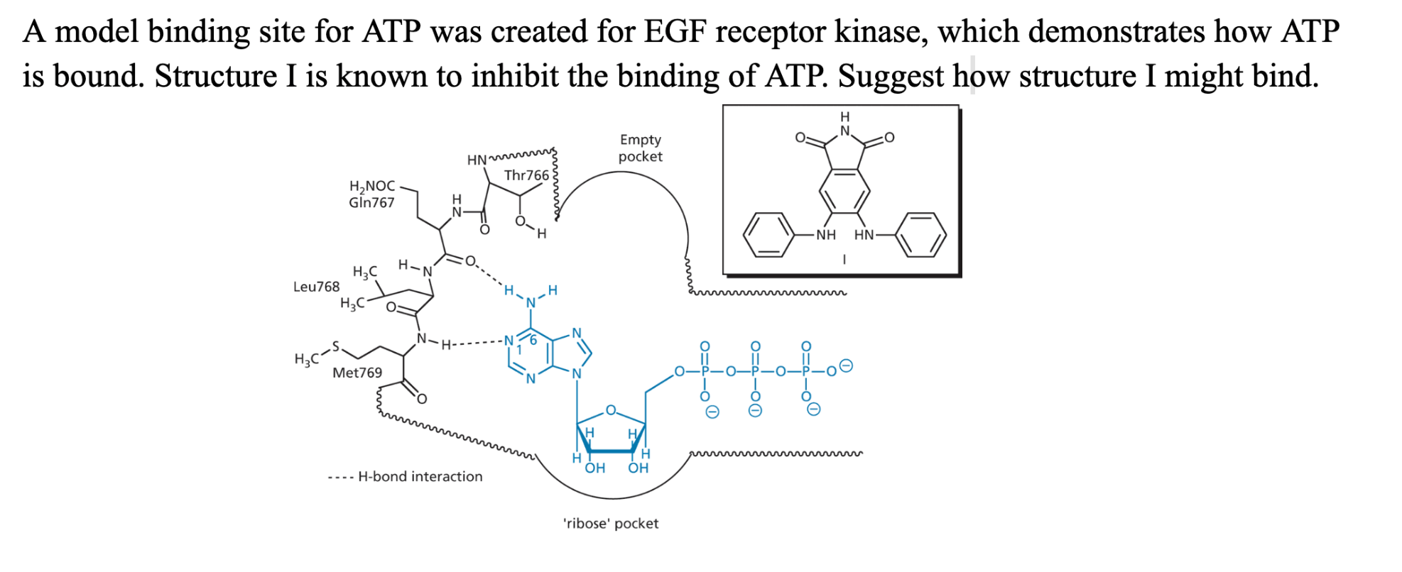 Solved A model binding site for ATP was created for EGF | Chegg.com