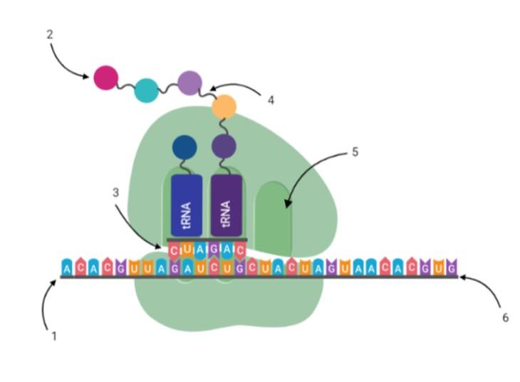 Solved The diagram below shows translation. The ribosome is | Chegg.com