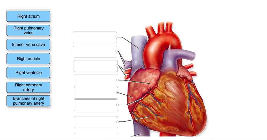 Solved Right atrium Right pulmonary veins Inferior vena cava | Chegg.com