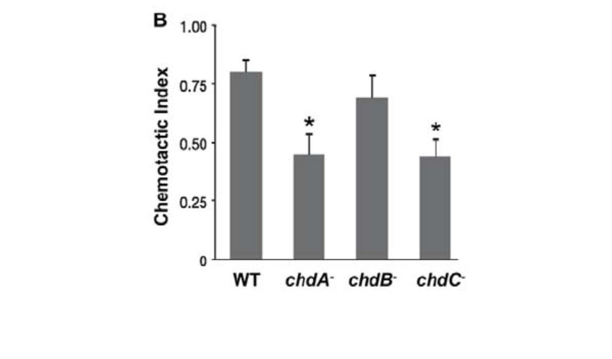 Solved B 1.00 0.75 Chemotactic Index 0.50 0.25 0 WT chdA | Chegg.com