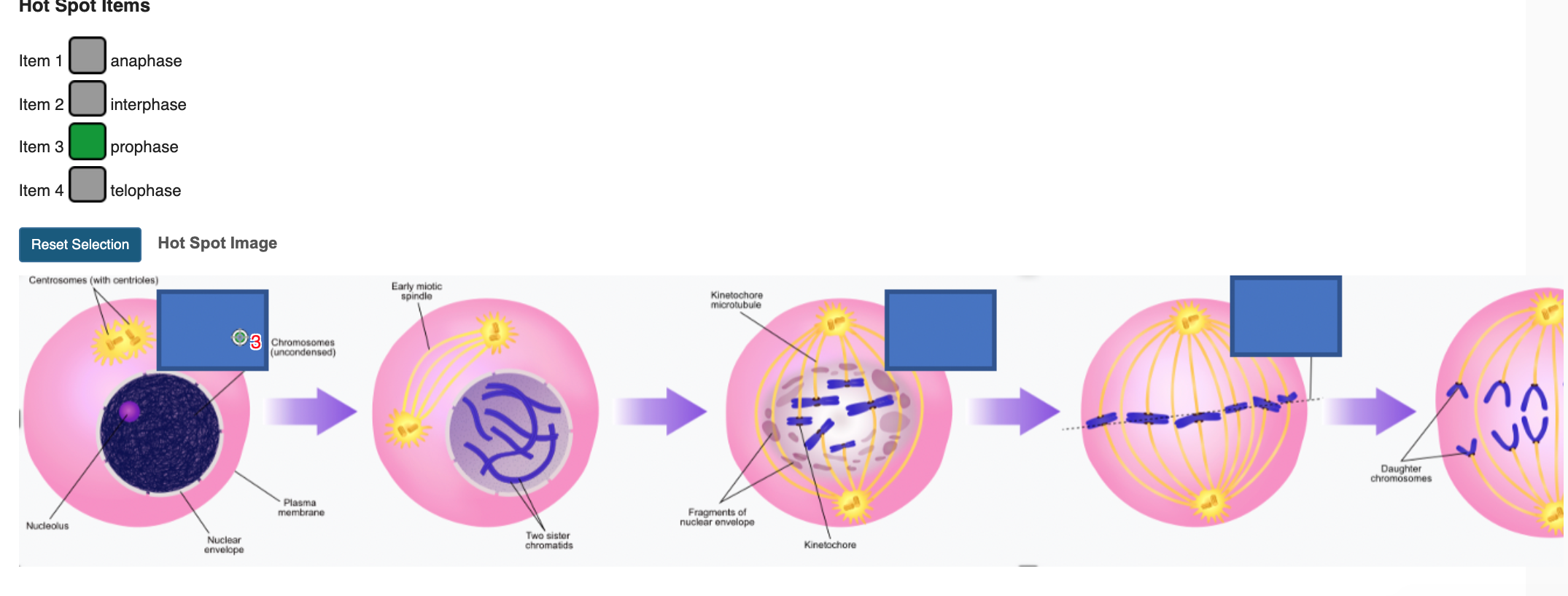 Hot Spot Items Item 1 anaphase Item 2 interphase Item | Chegg.com