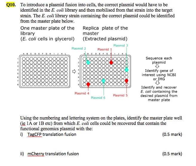Solved Q10. To introduce a plasmid fusion into cells, the | Chegg.com