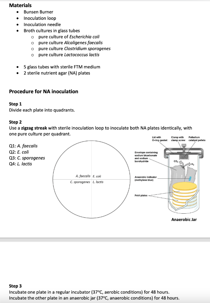 Solved Why are we placing two identically inoculated plates | Chegg.com