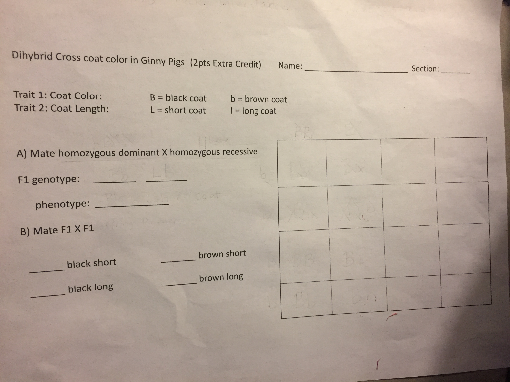 Solved Dihybrid Cross coat color in Ginny Pigs (2pts Extra | Chegg.com