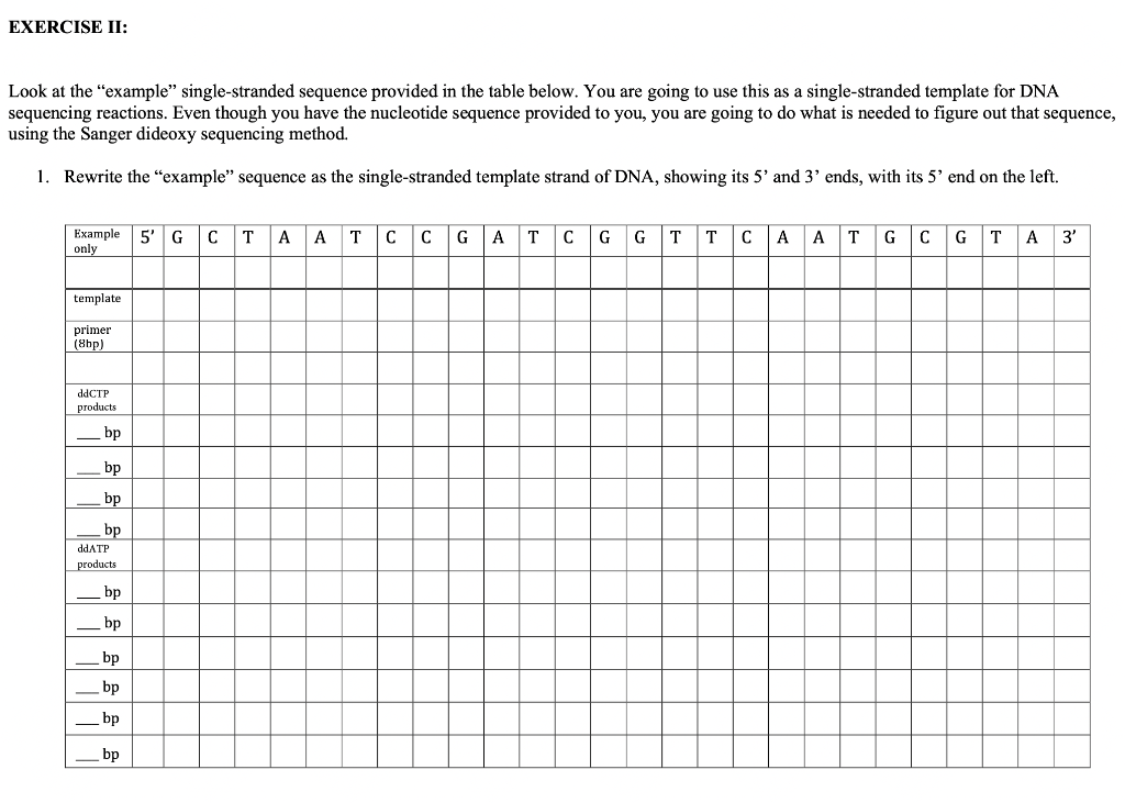 Solved EXERCISE II: Look at the "example" single-stranded | Chegg.com