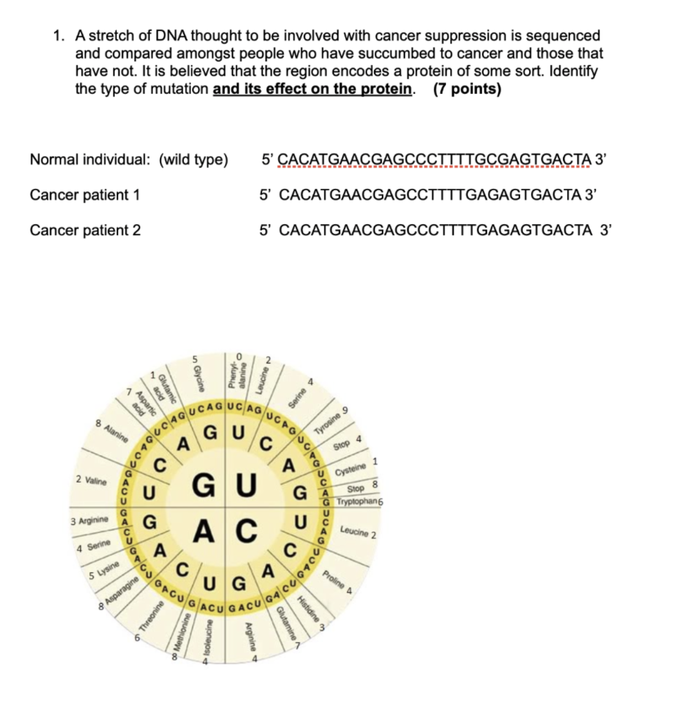 Solved 1. A stretch of DNA thought to be involved with | Chegg.com