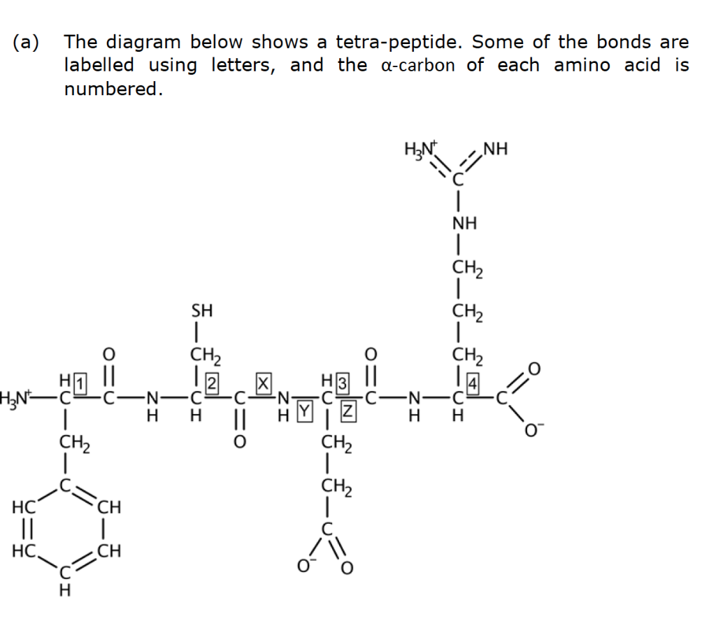 (i) What is the amino acid sequence of this peptide, | Chegg.com
