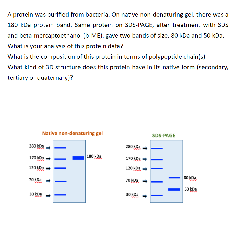 Solved A protein was purified from bacteria. On native | Chegg.com