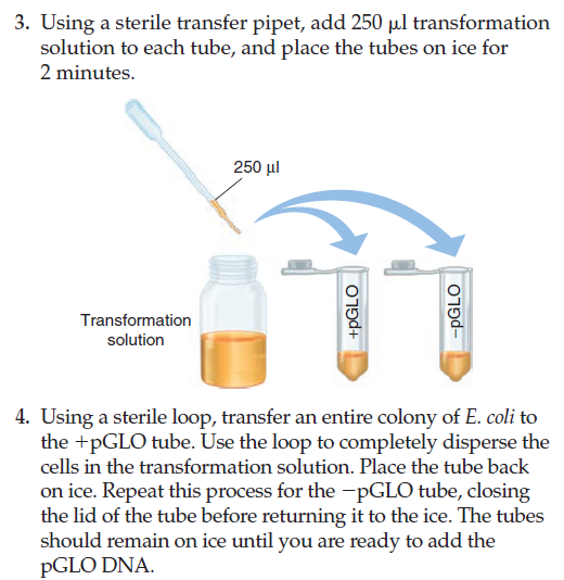 Solved 1. Mark the bottom of each Petri dish with the medium | Chegg.com