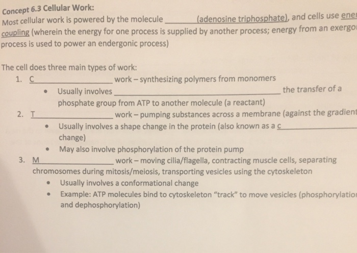 Solved Concept 6.3 Cellular Work Most cellular work is | Chegg.com