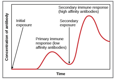 Solved Explain in the figure below why (i) the lag time | Chegg.com