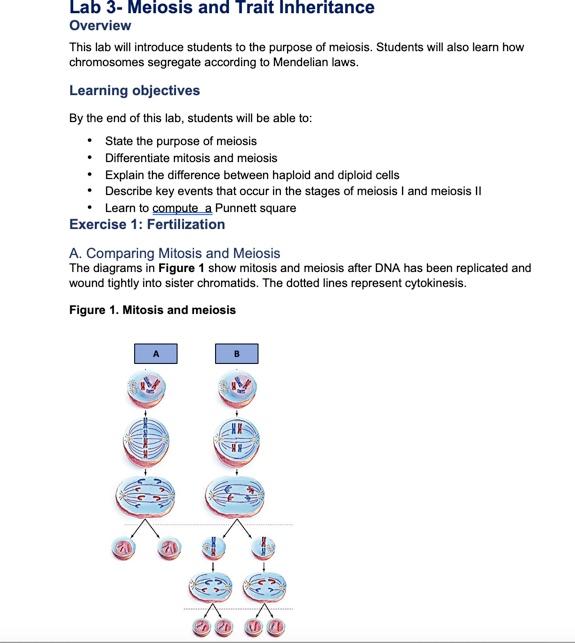 Solved Lab 3-Meiosis and Trait Inheritance Overview This lab | Chegg.com