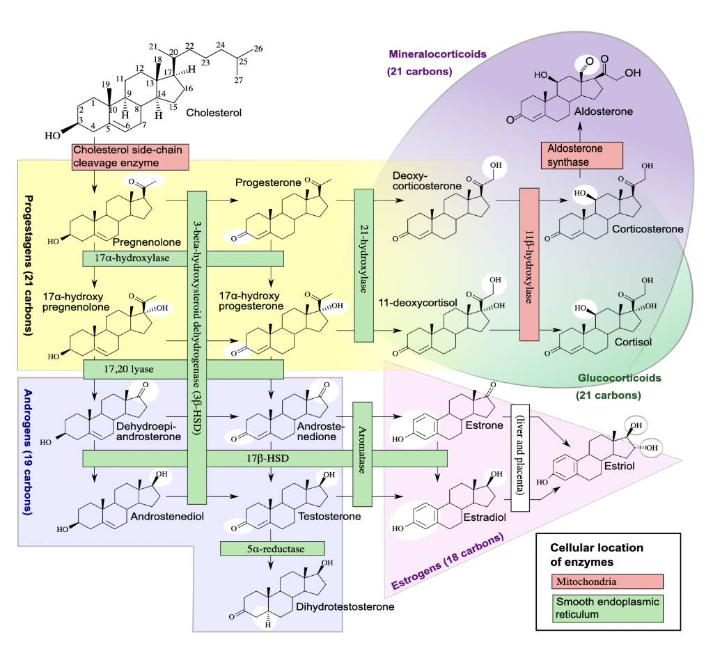 Solved What will be the symptoms of patients that have a | Chegg.com