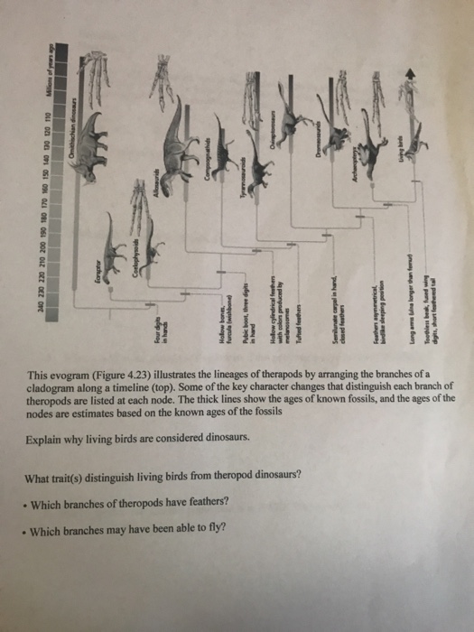 Solved This evogram (Figure 4.23) illustrates the lineages | Chegg.com