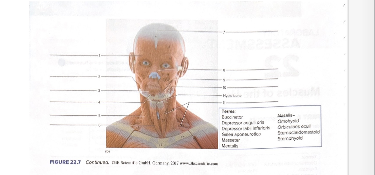 Solved FIGURE 22.7 Continued. @3B Scientific GmbH, Germany, | Chegg.com