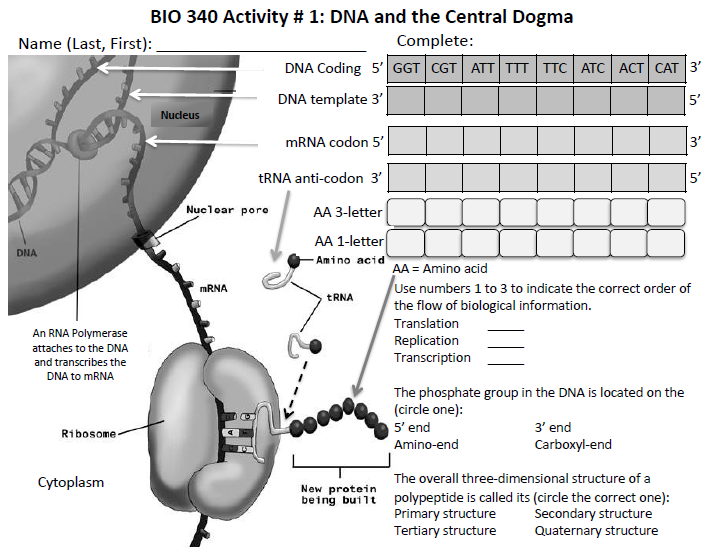 Solved BIO 340 Activity # 1: DNA and the Central Dogma Name | Chegg.com