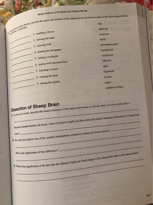 Solved REVIEW SH LAB TIME DATE Gross Anatomy of the Brain | Chegg.com