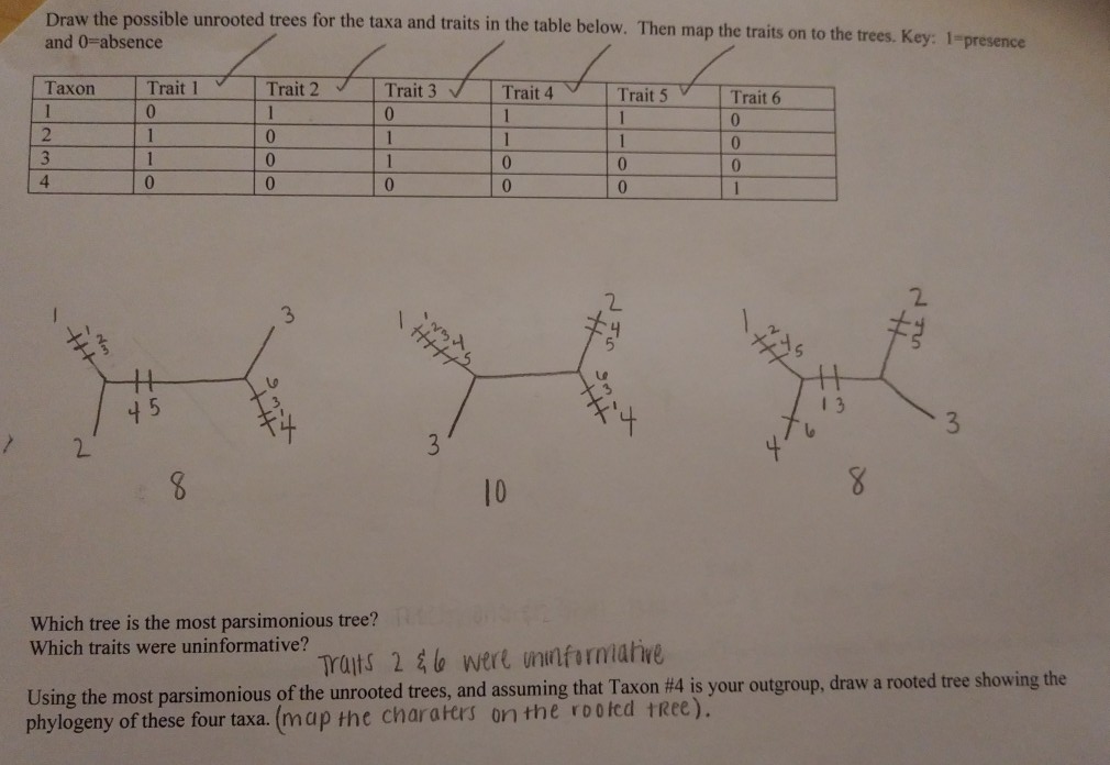Solved Draw the possible unrooted trees for the taxa and | Chegg.com