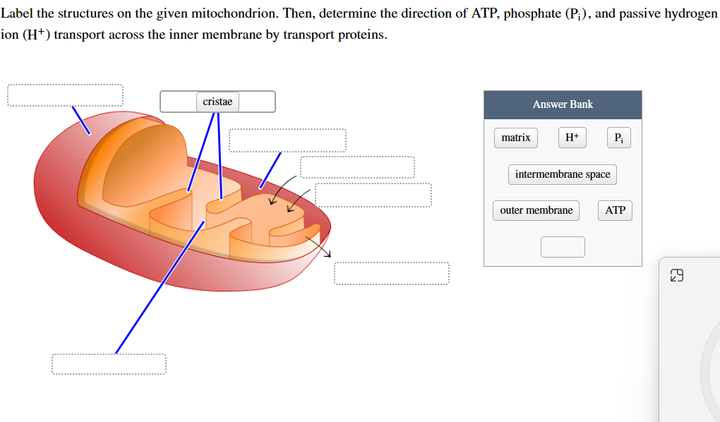Solved Label the structures on the given mitochondrion. | Chegg.com