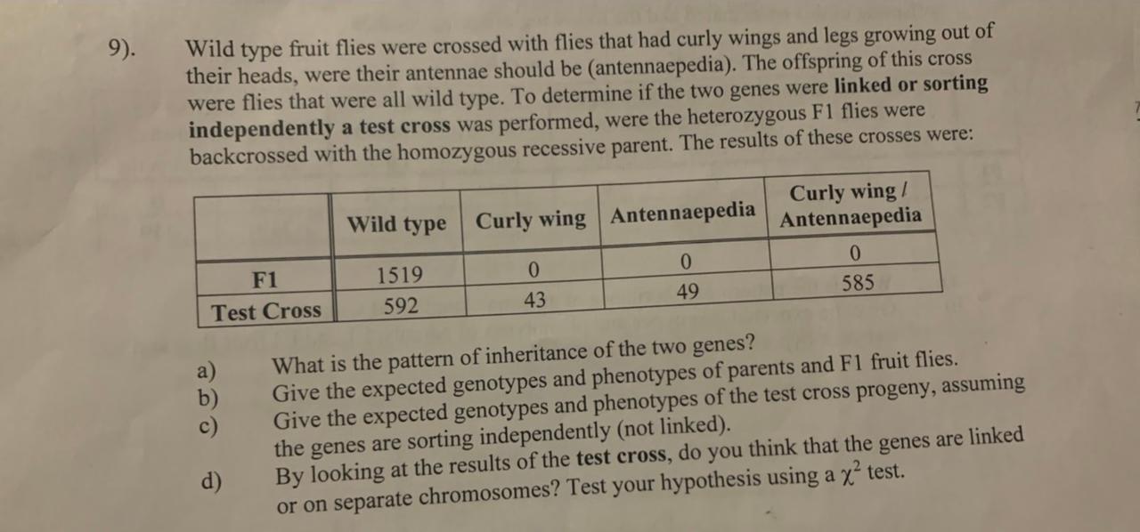 Solved Wild type fruit flies were crossed with flies that | Chegg.com