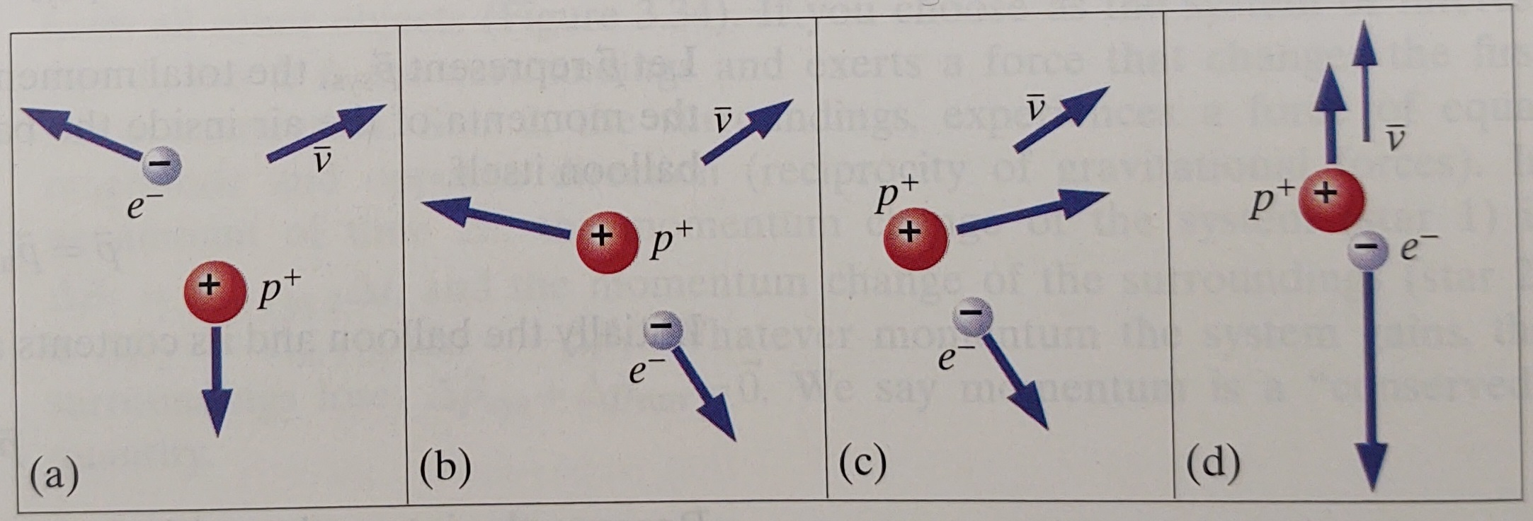 Solved A free neutron, one that is outside the nucleus, is | Chegg.com