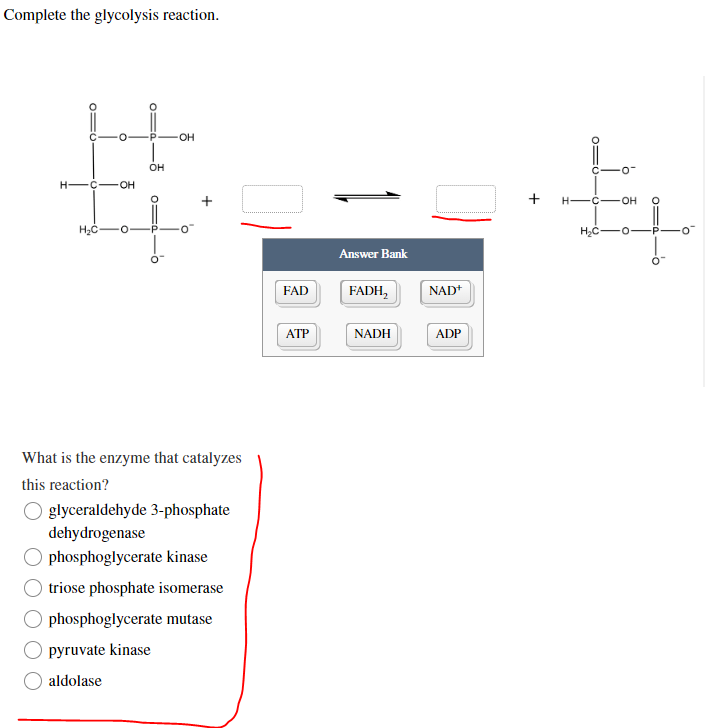 Solved Complete the glycolysis reaction. What is the enzyme | Chegg.com