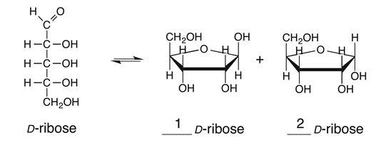 Solved What is the anomeric form of D-ribose, 1 D-ribose, | Chegg.com