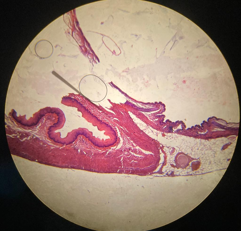 What are some possible figure legends for each of the | Chegg.com