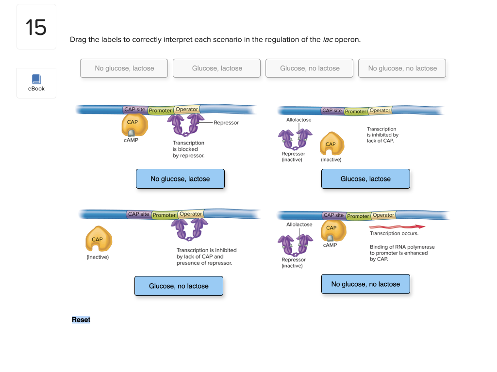 Solved 15 Drag the labels to correctly interpret each | Chegg.com