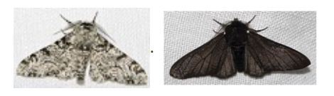 Solved Prior to the industrial revolution of the 1800s, the | Chegg.com