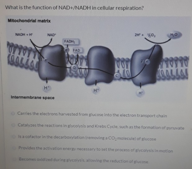 Solved What is the function of NAD+/NADH in cellular | Chegg.com