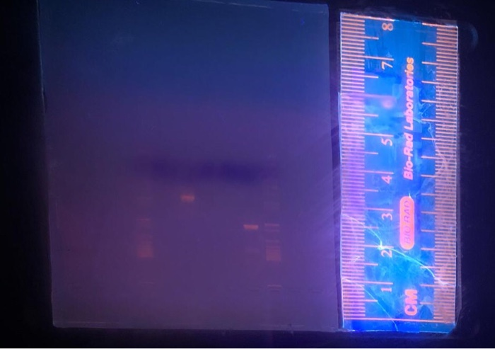 Solved Describe your results: for each fragment (insert and | Chegg.com