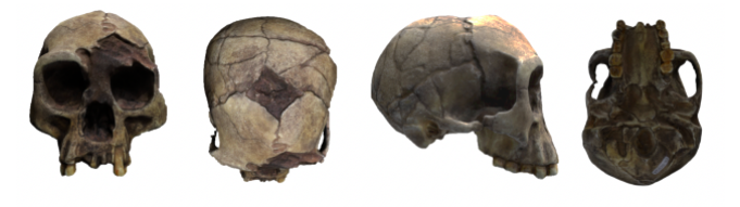 Solved The skull pictured is a ___________________ | Chegg.com