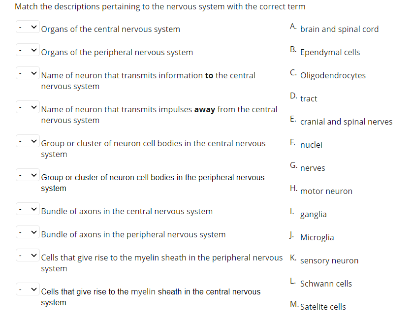 Solved Match the descriptions pertaining to the nervous | Chegg.com
