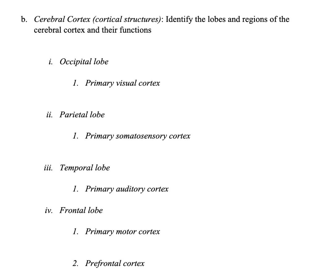 Solved Cerebral Cortex (cortical structures): Identify the | Chegg.com