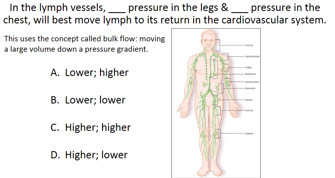 Solved In the lymph vessels, pressure in the legs \& | Chegg.com