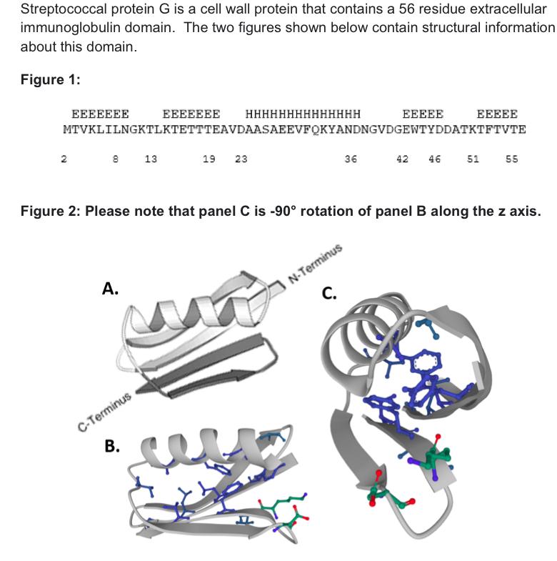 Streptococcal protein G is a cell wall protein that | Chegg.com