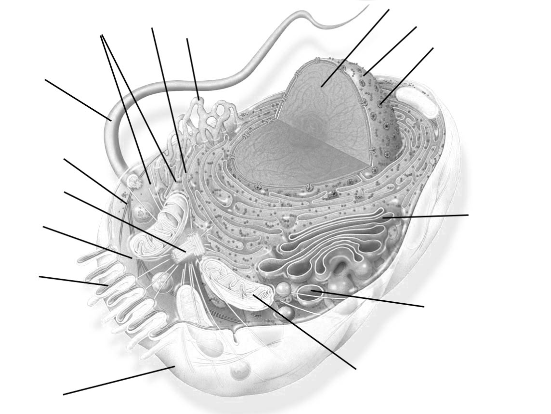 Solved fill in blanks for animal cell please | Chegg.com
