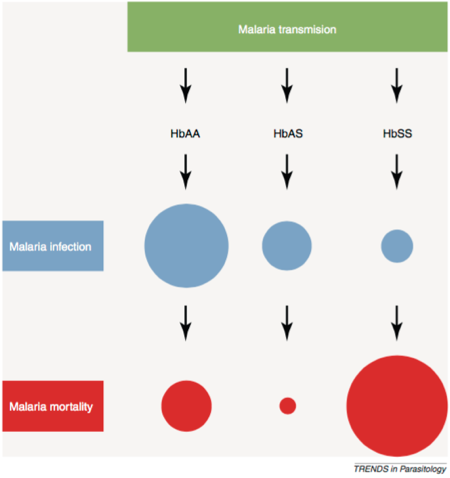 Heterozygote Advantage Sickle Cell Anemia