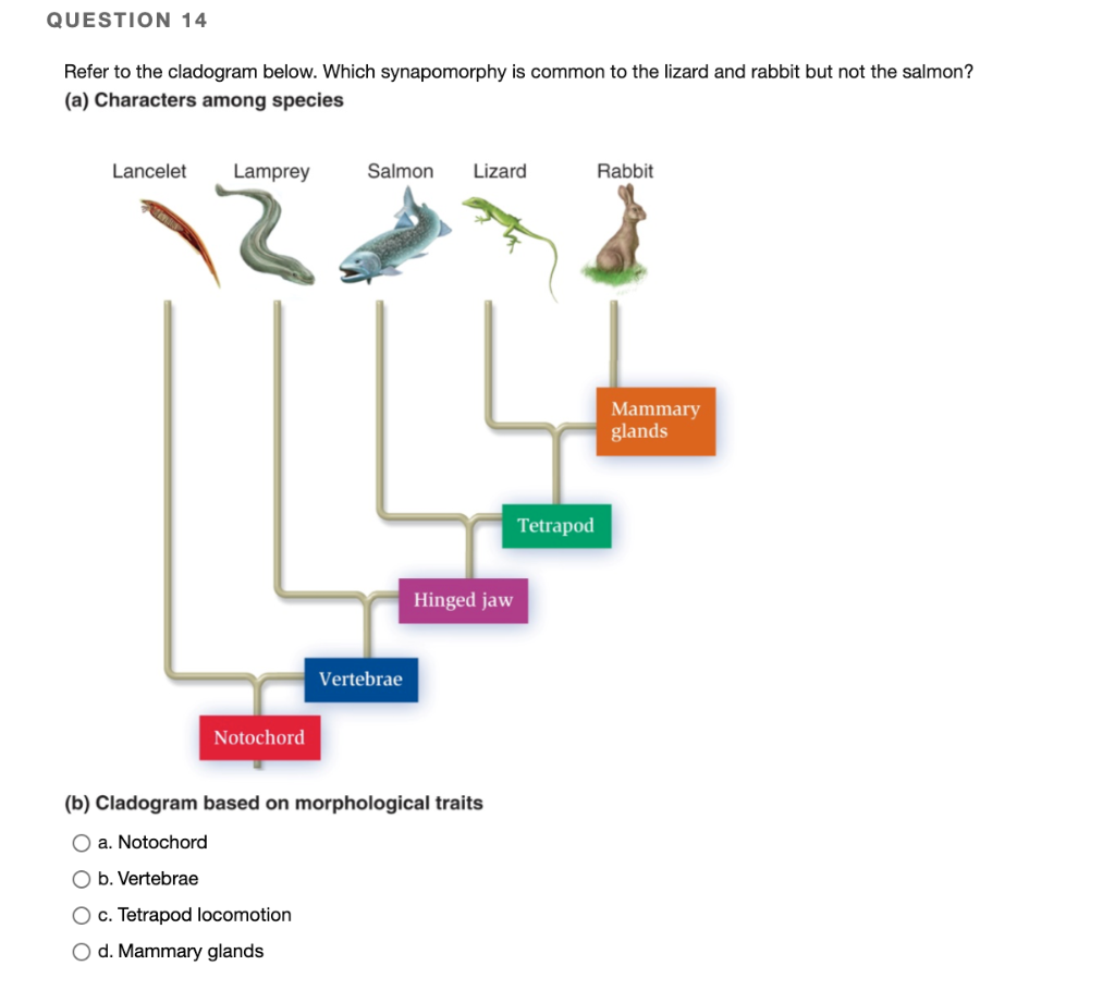 Solved QUESTION 13 In the cladogram shown, the animals | Chegg.com