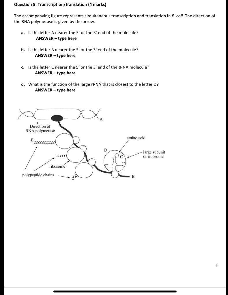 Solved Question 5: Transcription/translation (4 marks) The | Chegg.com