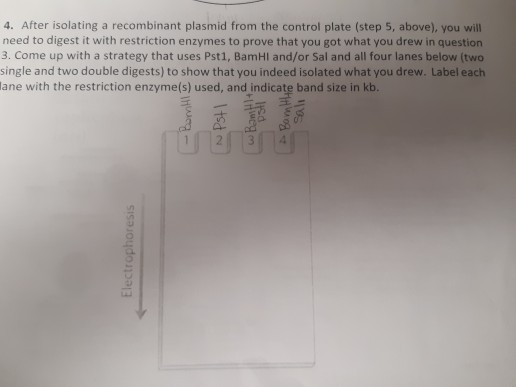 PART 1 Design 25-mer primers with restriction sites | Chegg.com