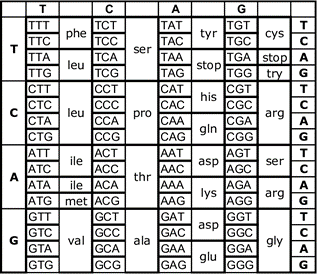 Solved A gene codes for the following amino acid | Chegg.com