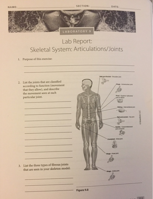 Solved NAME: SECTION: DATE: LABORATORY9 Lab Report: Skeletal | Chegg.com Solved NAME: SECTION: DATE: LABORATORY9 Lab Report: Skeletal | Chegg.com