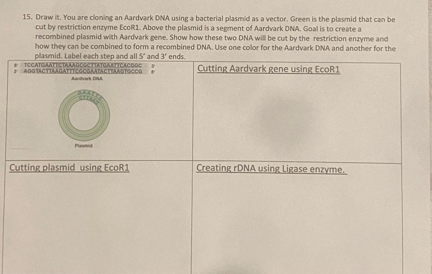 Solved 1. What are restriction enzymes? 2. Give an example | Chegg.com