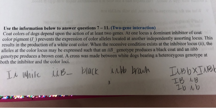 Solved 4. Use the table below to determine the phenotypic | Chegg.com