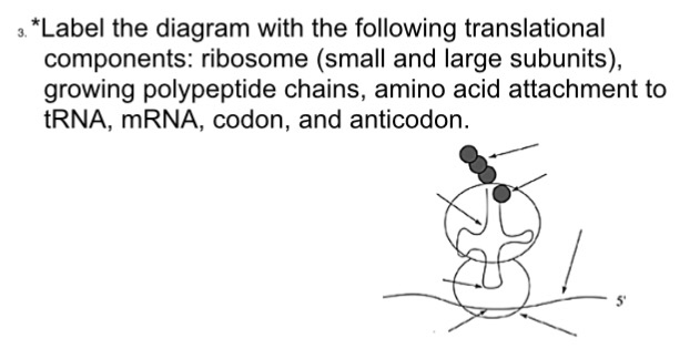 Solved a "Label the diagram with the following translational | Chegg.com