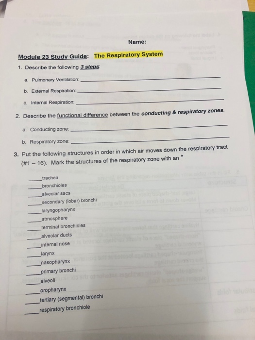Solved Name: Module 23 Study Guide: The Respiratory System | Chegg.com