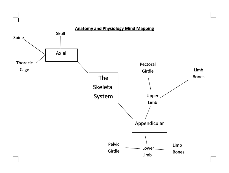 Solved list the bones of the axial skeleton and list those | Chegg.com