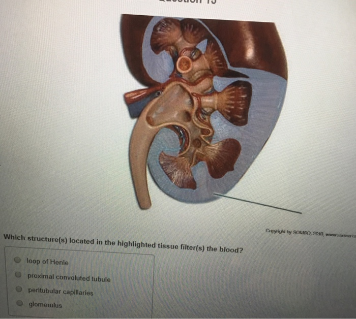 Solved KPAL: Models > Urinary System> Quiz PAL: Models | Chegg.com